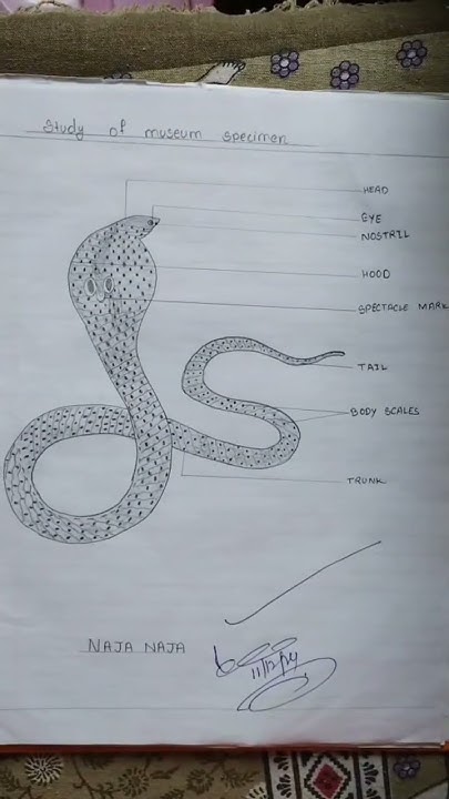 1 April 2025 Study of museum specimens of phylum chordata ( Naja Naja )#bsc #zoology #practical ...
