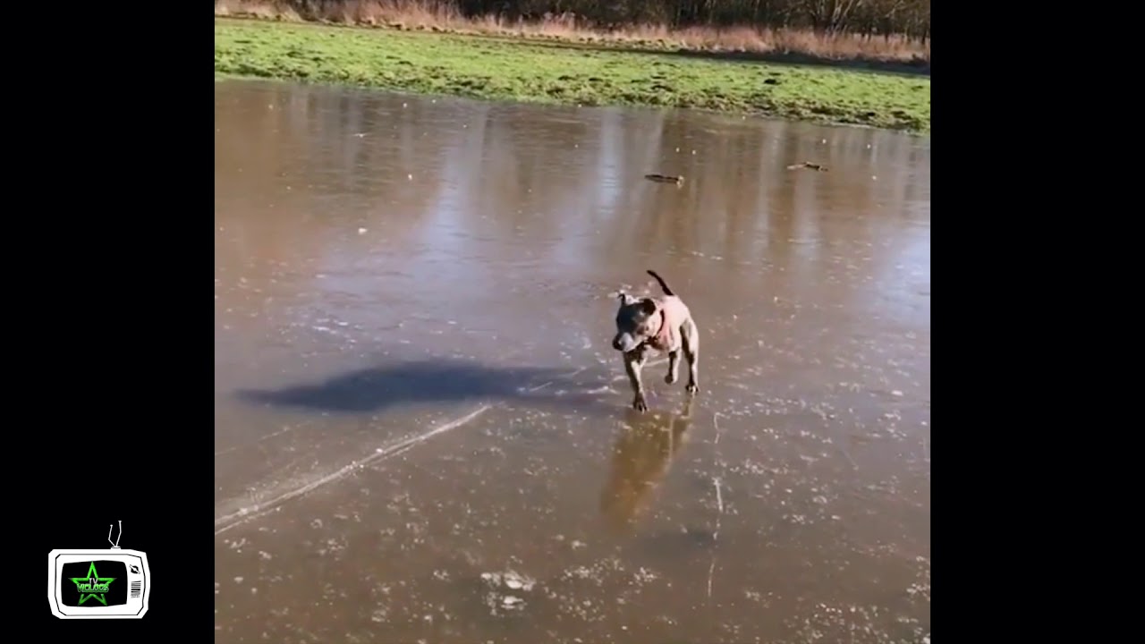 FUNNY ANIMALS ON ICE - YouTube