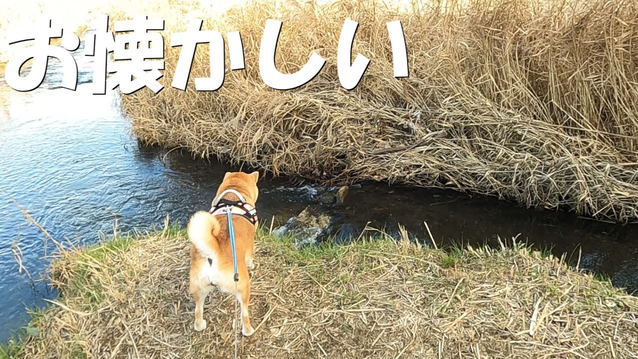 【Shiba Inu Momiji】柴犬もみじとゆく久しぶりの道②若犬の頃毎日のように通った場所を数年ぶりに訪れ懐かしむ - YouTube