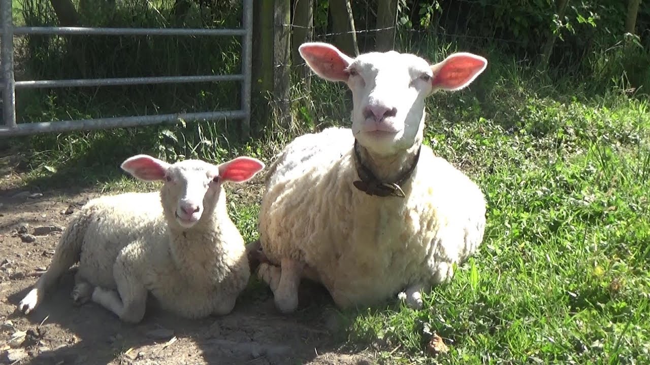 Keeping Sheep For Milk And Meat (how we do it anyway). - YouTube