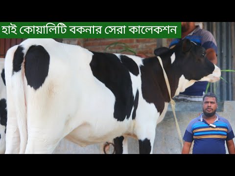 হাই কোয়ালিটি হলেস্টেইন ফ্রিজিয়ান বকনার সেরা কালেকশন | Madina Dairy ...