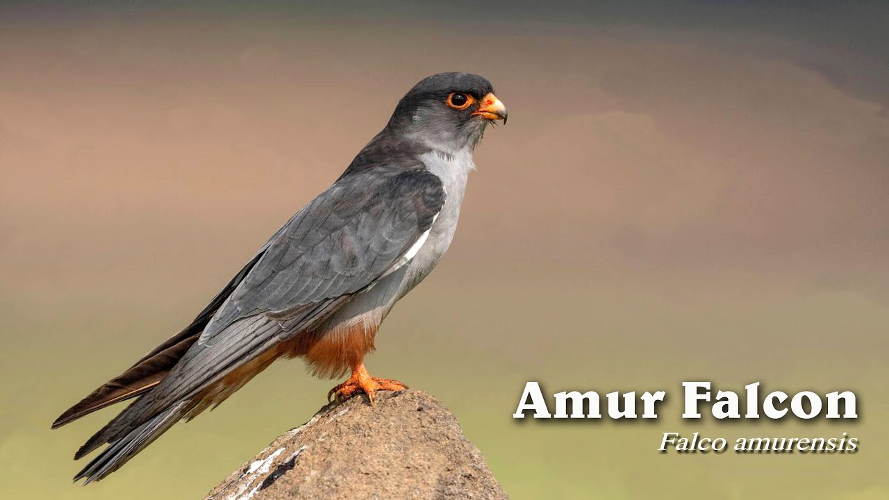 Wildlife - Great Migration The Amur Falcons Halt - YouTube