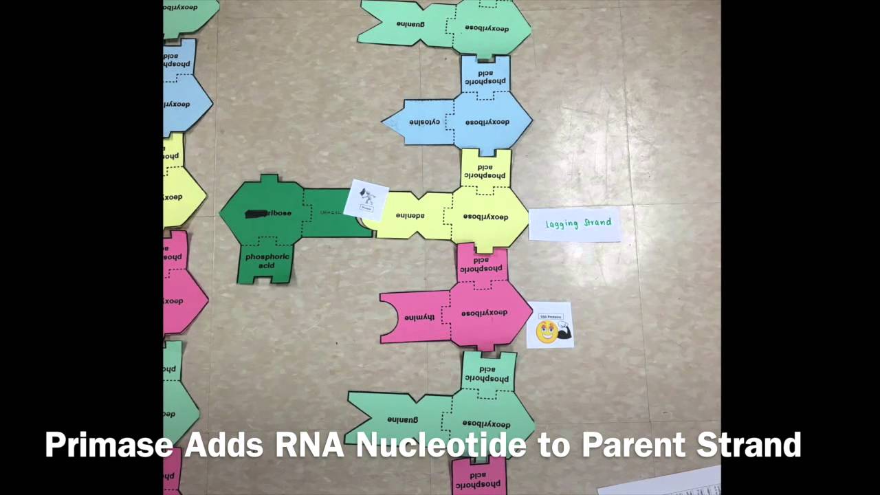 DNA Replication Project - YouTube