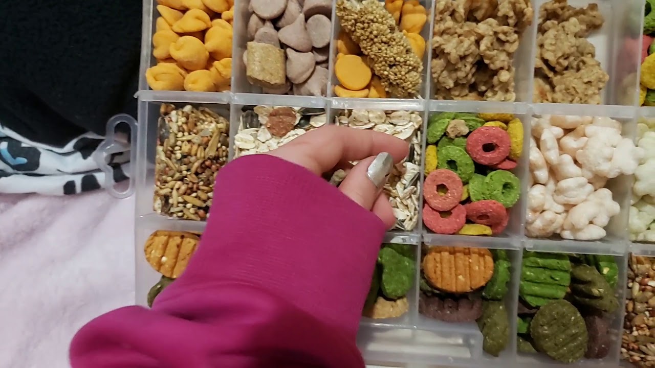 Hamster night routine - YouTube