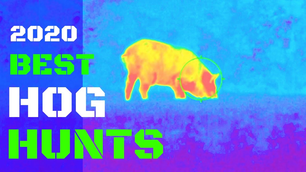 100 Best Feral Hogs Down Action! - YouTube