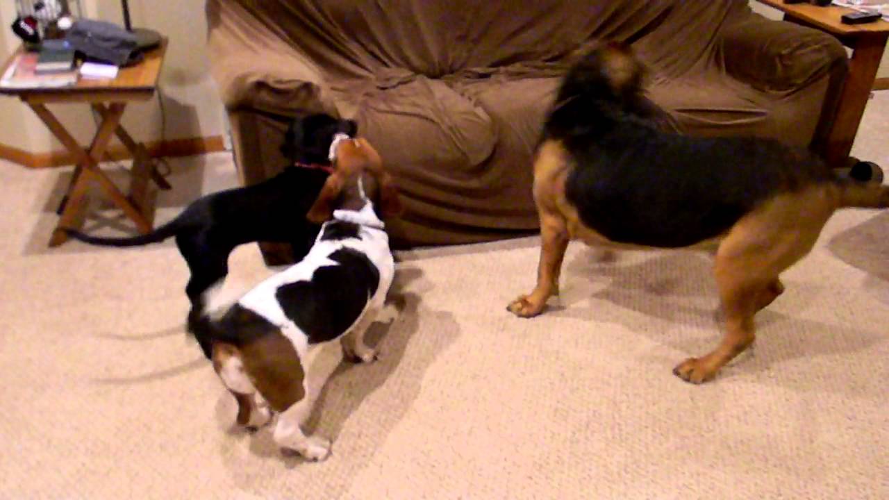 Floyd the Howling Bloodhound - YouTube