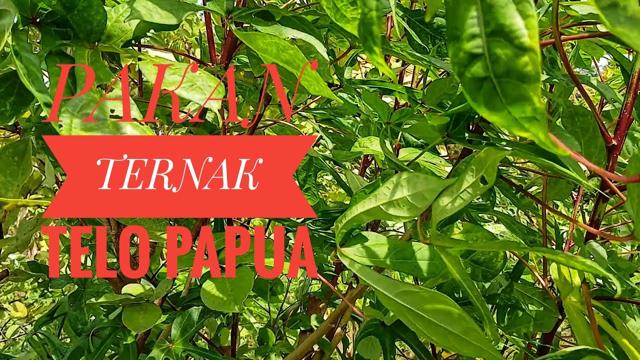 TELO PAPUA PAKAN TERNAK BERGIZI TINGGI - YouTube