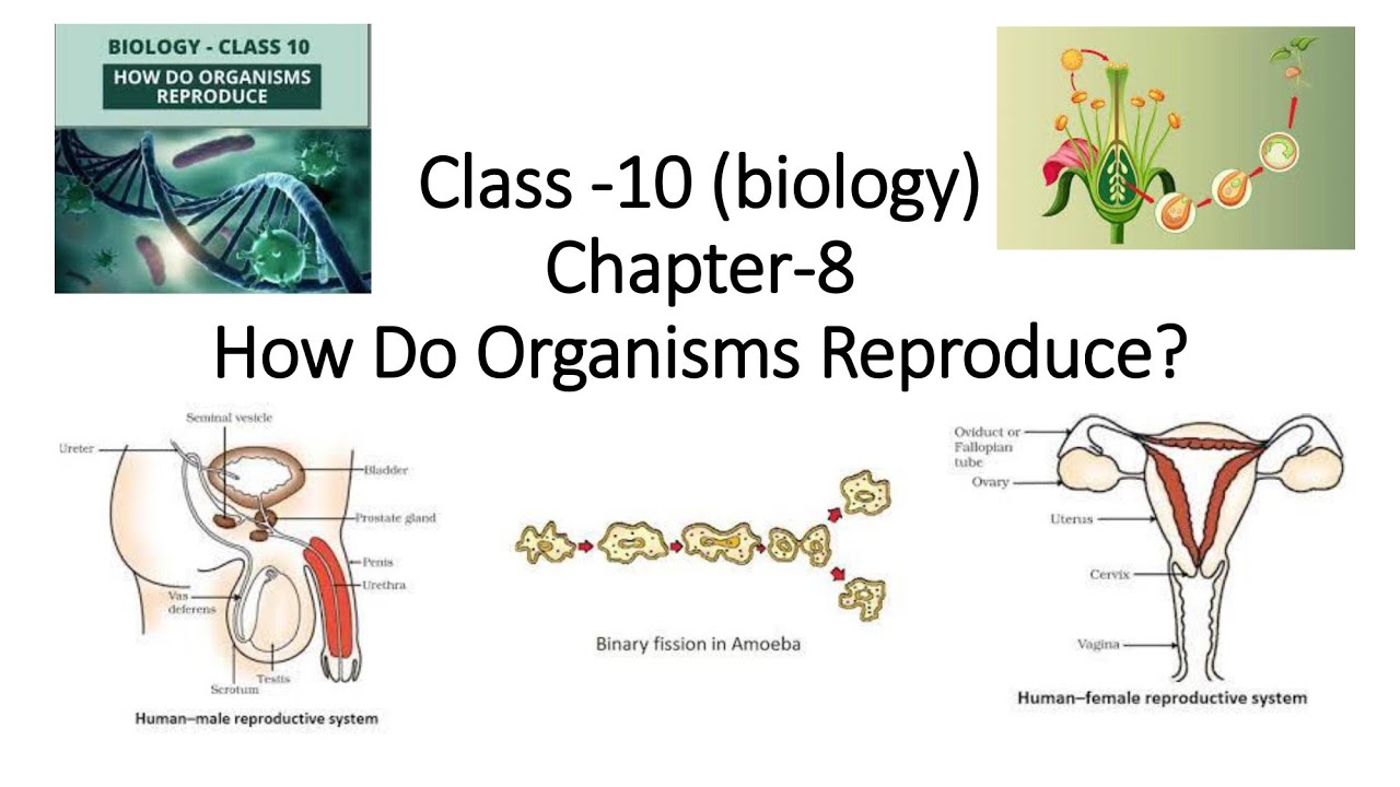 CBSE Class 10 Science Chapter 8: How Do Organisms Reproduce? | Complete ...