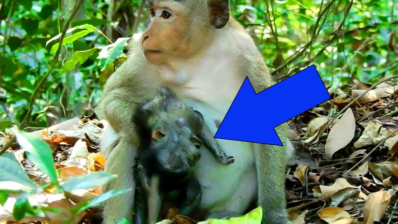 RIP! Newborn baby monkey was dead| Mum Maddie So Sad No See Baby Any ...