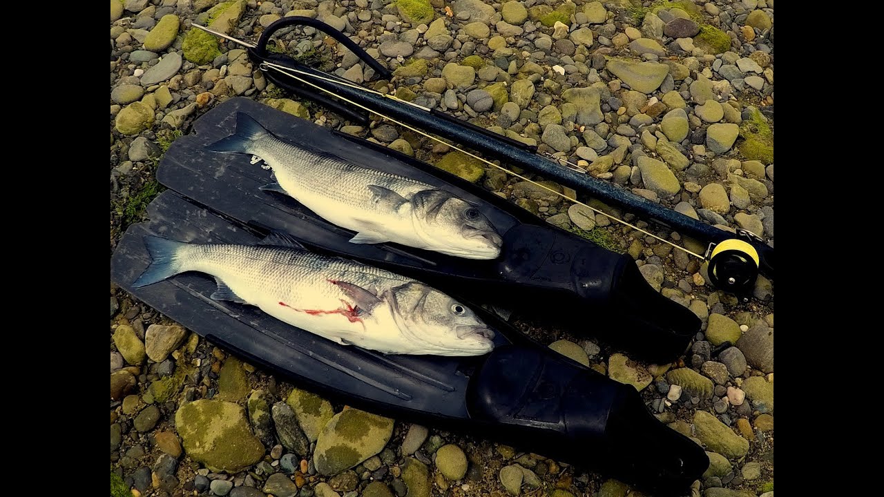 Reef spearfishing for big Bass in North Wales- tips, tactics and ...