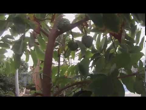 Atemoya "Geffner" Tree with 30 Fruits from hand pollinating - YouTube