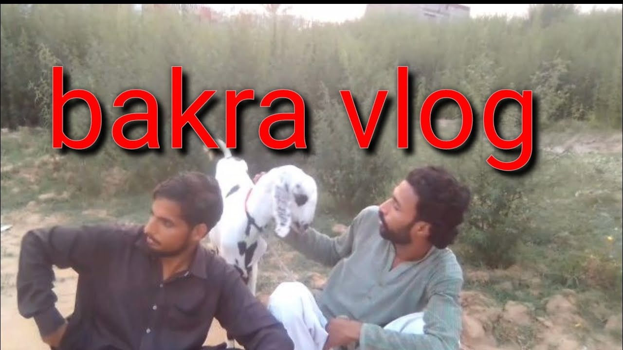 bakra vlog ll hamara qurbani ka bakra ll Farhan zafar - YouTube