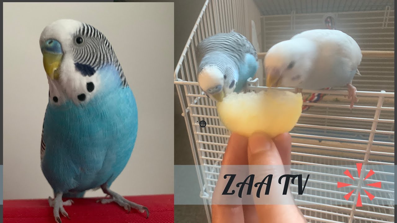 How to tame your Budgie | 5 easy and fast steps | How to tame and bond ...