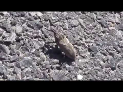 Cleonis pigra - Sluggish weevil - Szarek ostowiec - YouTube