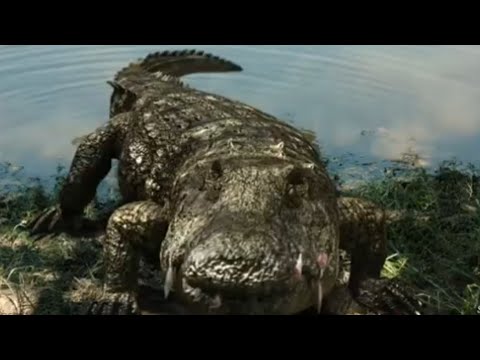 Terror Birds [2016] - Crocodile Screen Time