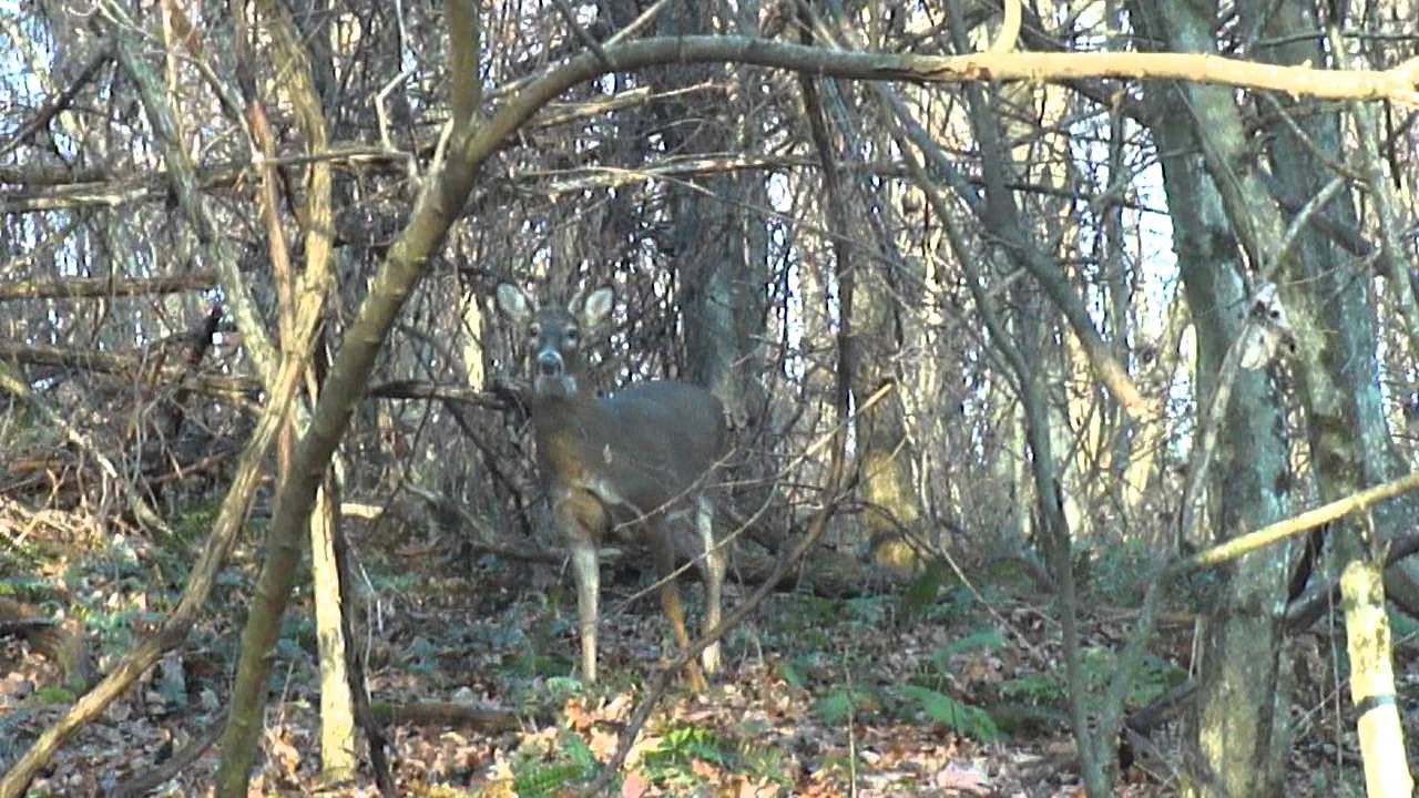 Small buck approaches close. - YouTube