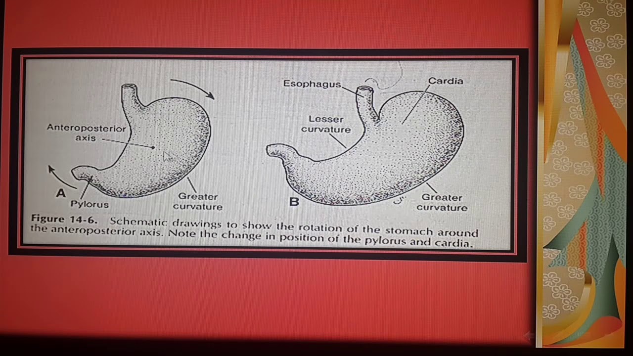 Digestive System (embryo. 2nd.y. medicine) - YouTube