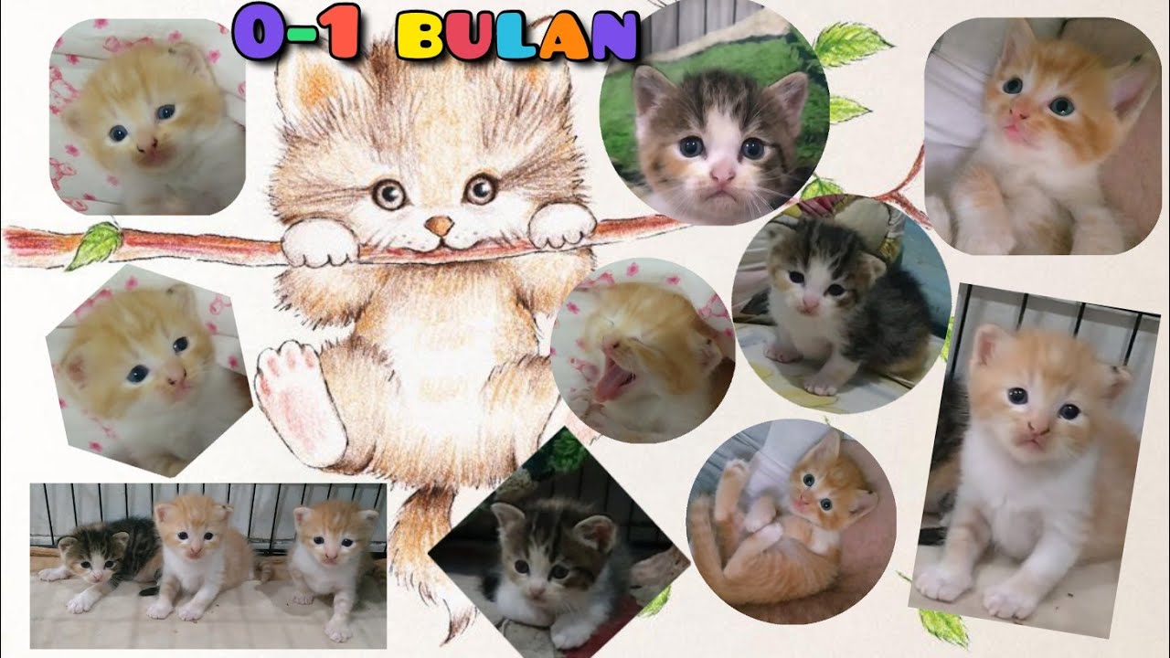 PERKEMBANGAN BAYI KUCING PERSIA CAMPUR KAMPUNG KITTEN MIXDOM LUCU DARI ...