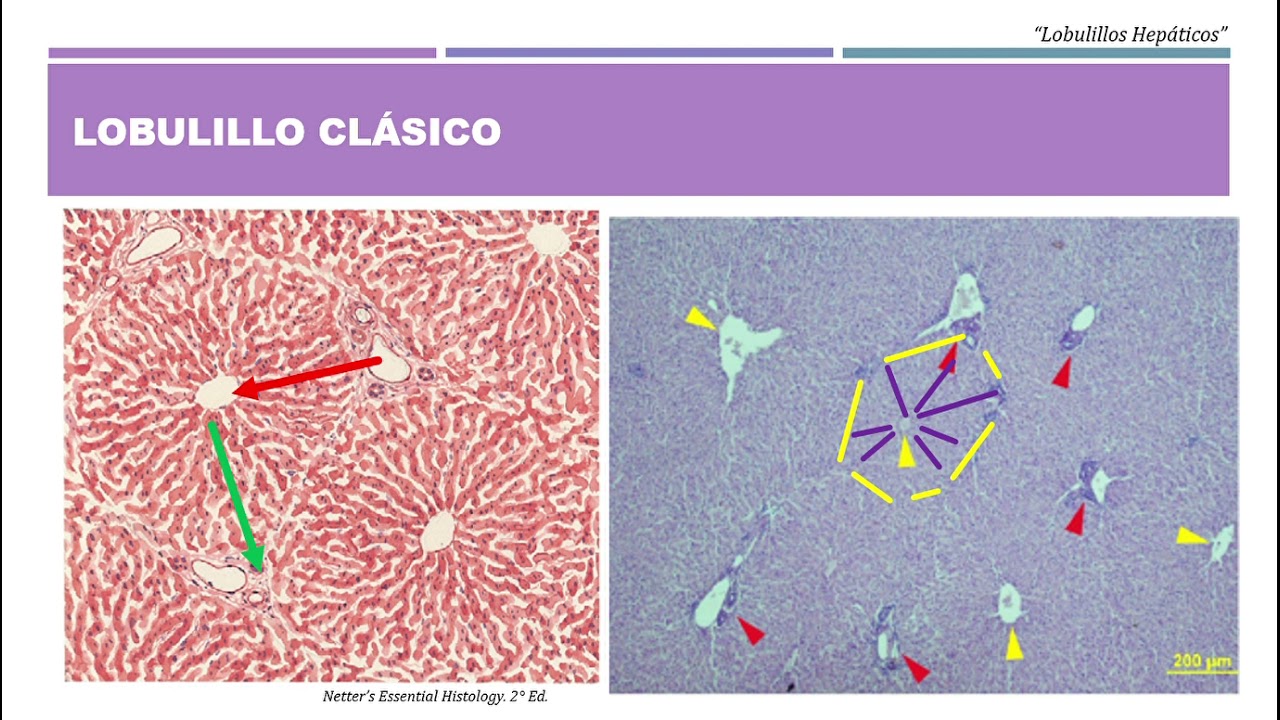 Lobulillos Hepaticos - YouTube