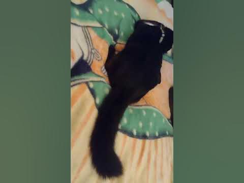 kung fu cats fighting over the catnip sock in-between them - YouTube