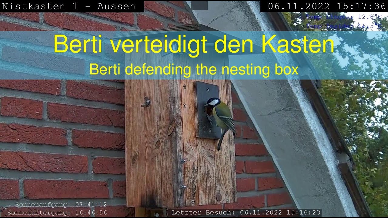 06.11.2022: Berti verteidigt den Kasten - Berti defending the nesting ...