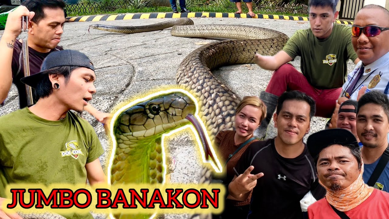 BAGONG SPECIES NG KING COBRA NA RESCUE!!!! BRGY. MAGTUOD #DavaoCity # ...
