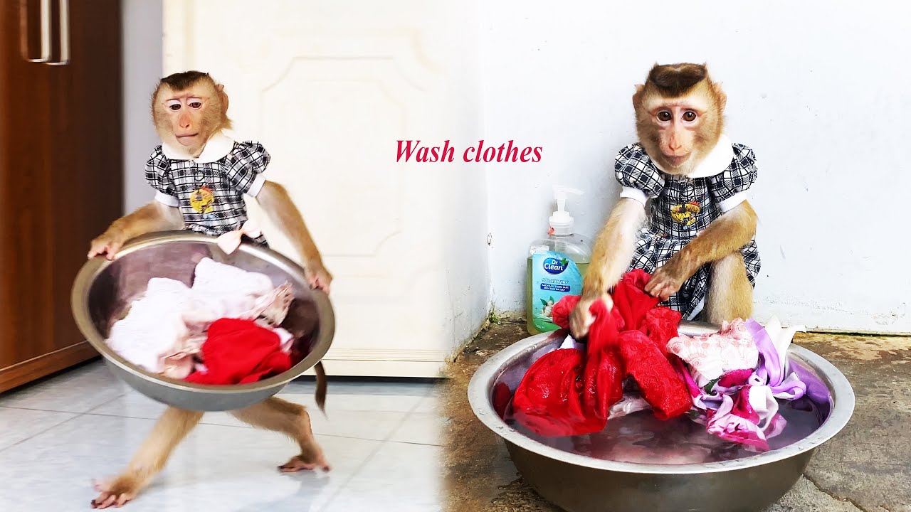At home alone, monkey Lyly took advantage of washing clothes to help ...