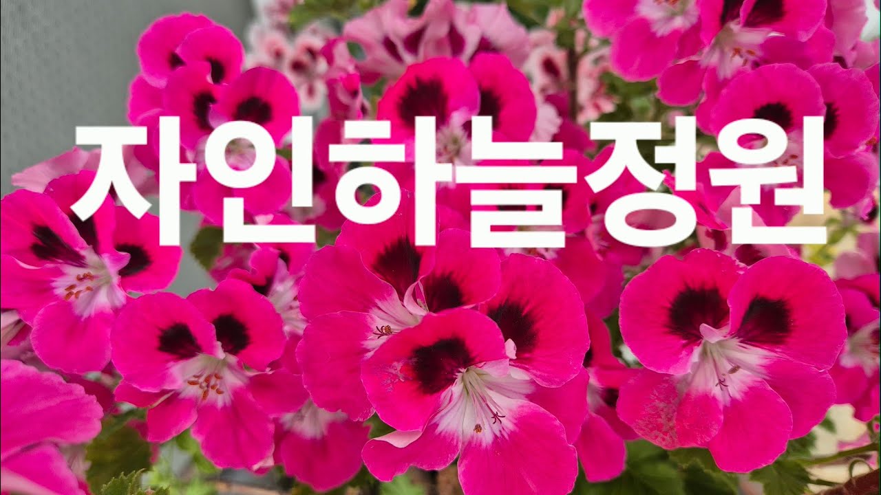 2026년5월25일#010-4526-6899#자인하늘정원 - YouTube
