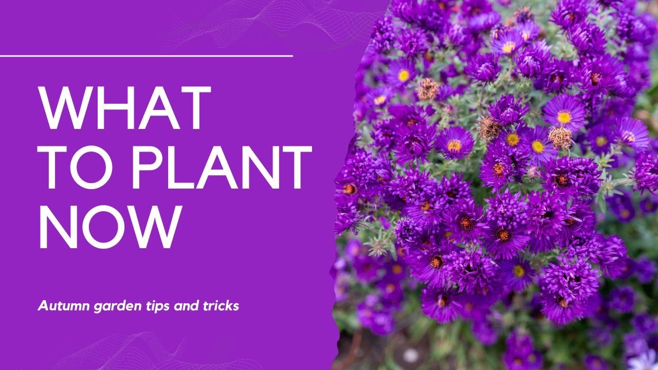 10 brilliant fall garden tips and plants - and why planting in autumn ...