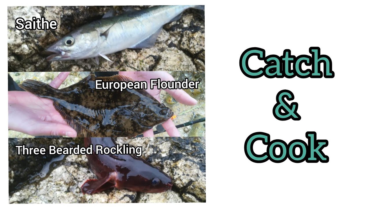 CATCH & COOK: Flounder, Coley & Three Bearded Rockling - YouTube