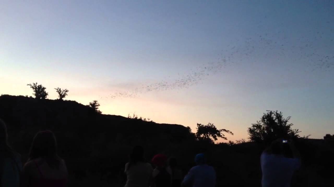 Selman Bat Watch - YouTube