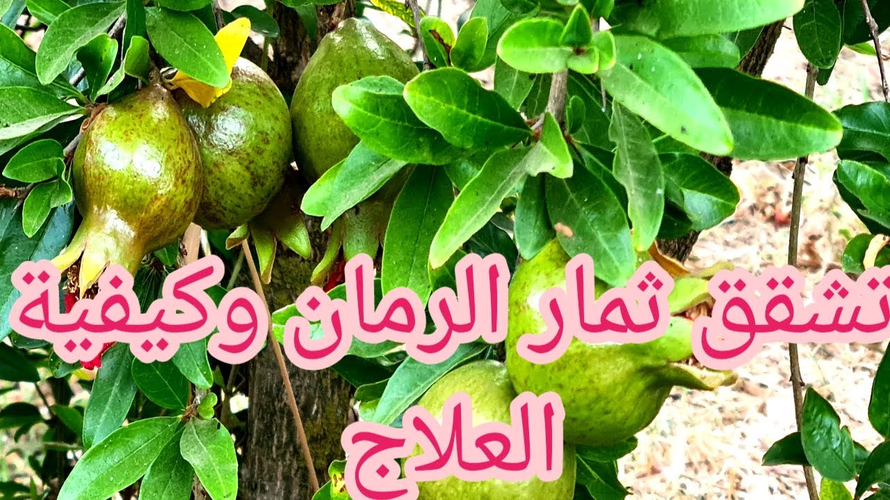 اسباب تشقق ثمار شجرة الرمان مع العلاج الفلاحة بالمغرب Youtube