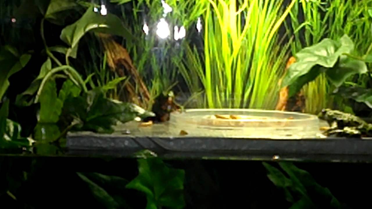 Fire belly toad Eating meal worms - YouTube