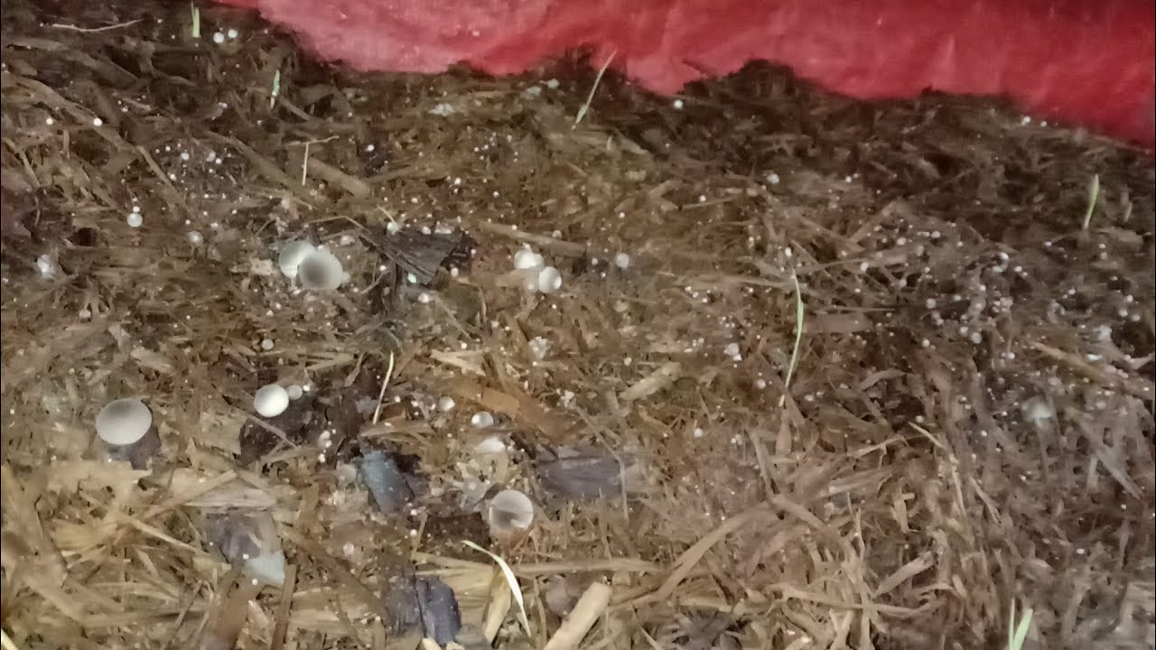 ika 8days volva mushroom gamit ang dayame - YouTube