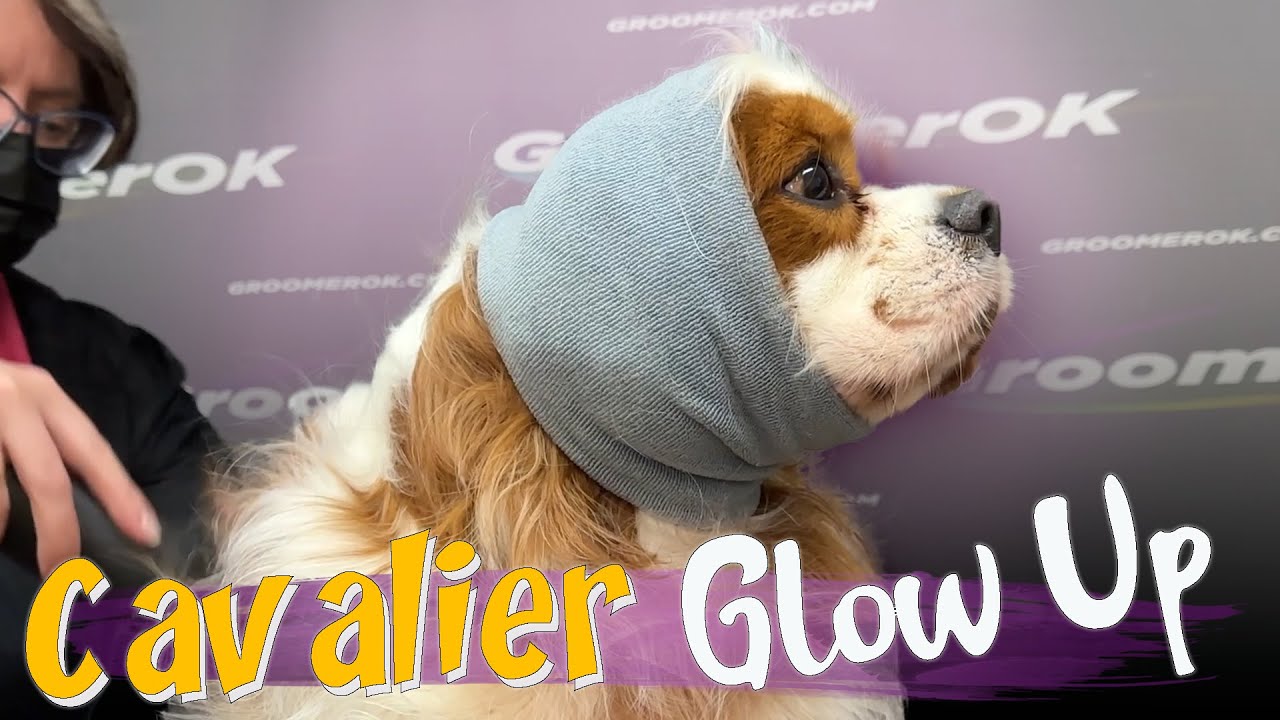 How to Groom a Cavalier King Charles Spaniel | Easy Haircut Guide ...