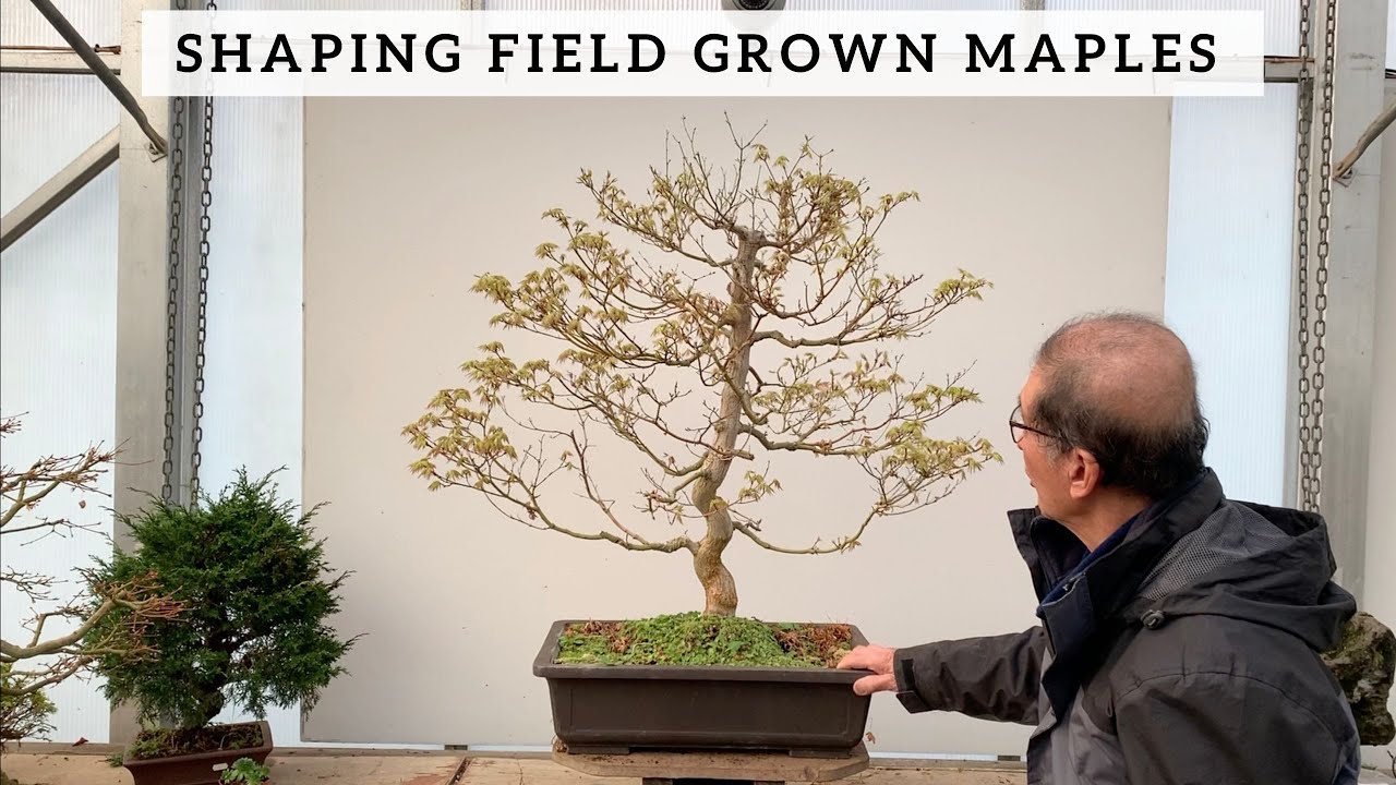 Shaping Field Grown Maples - YouTube