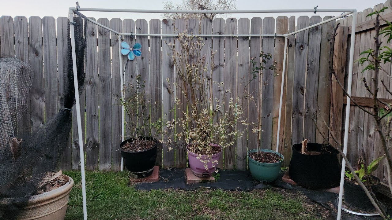 #DIY- Berry bush cage, no birds will be allowed.🐦 - YouTube