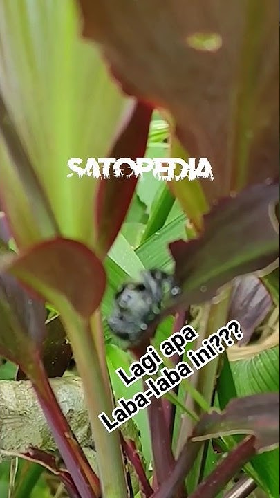 Jumping Spider @Satopedia #Satopedia - YouTube