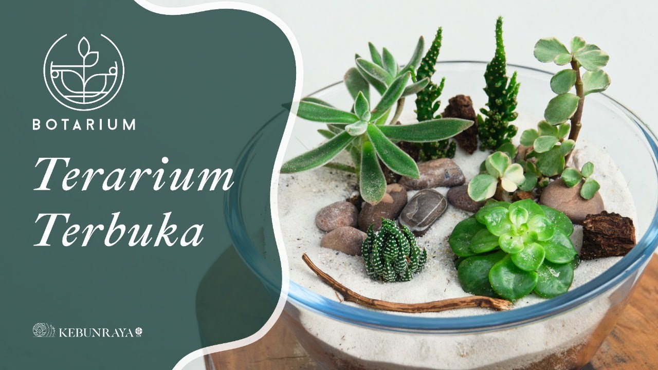Membuat terarium terbuka bersama Botarium - YouTube