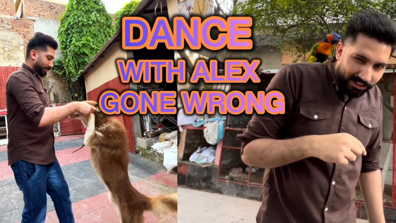 Alex ka sath dance mehnga parh gaya🥲💔|finally lily ko cage sa bhair ...