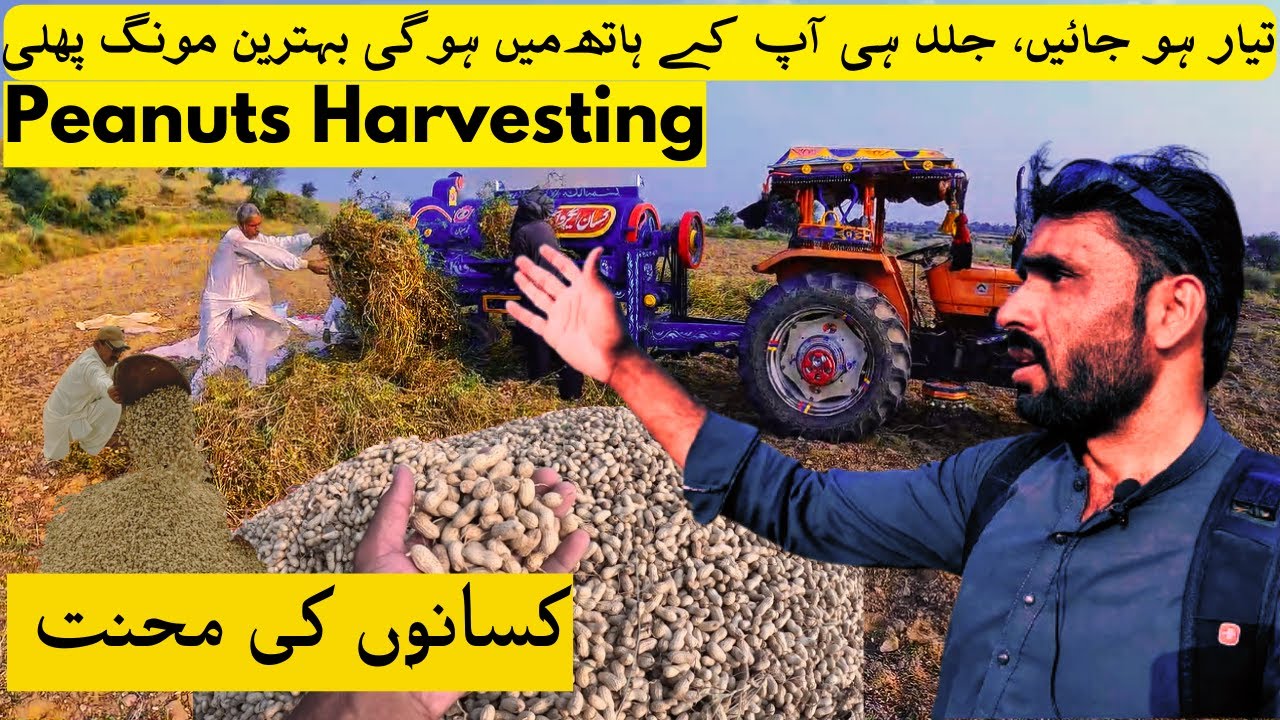 Peanut Harvest Traditional Thresher Techniques | peanut Farming ...