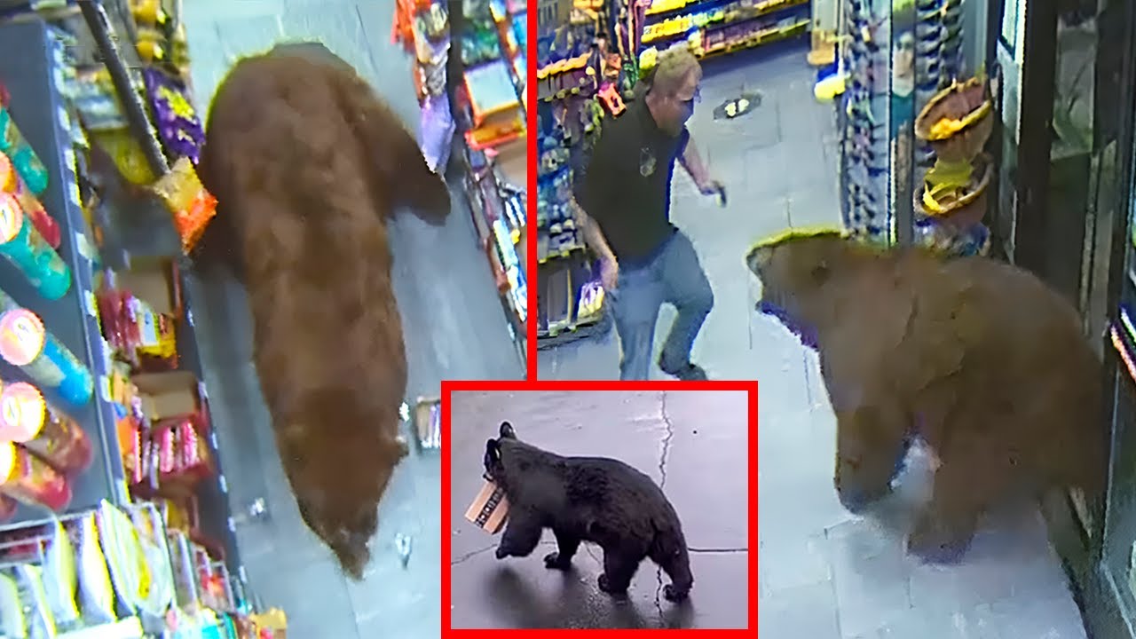 10 Thieving Animals! - YouTube