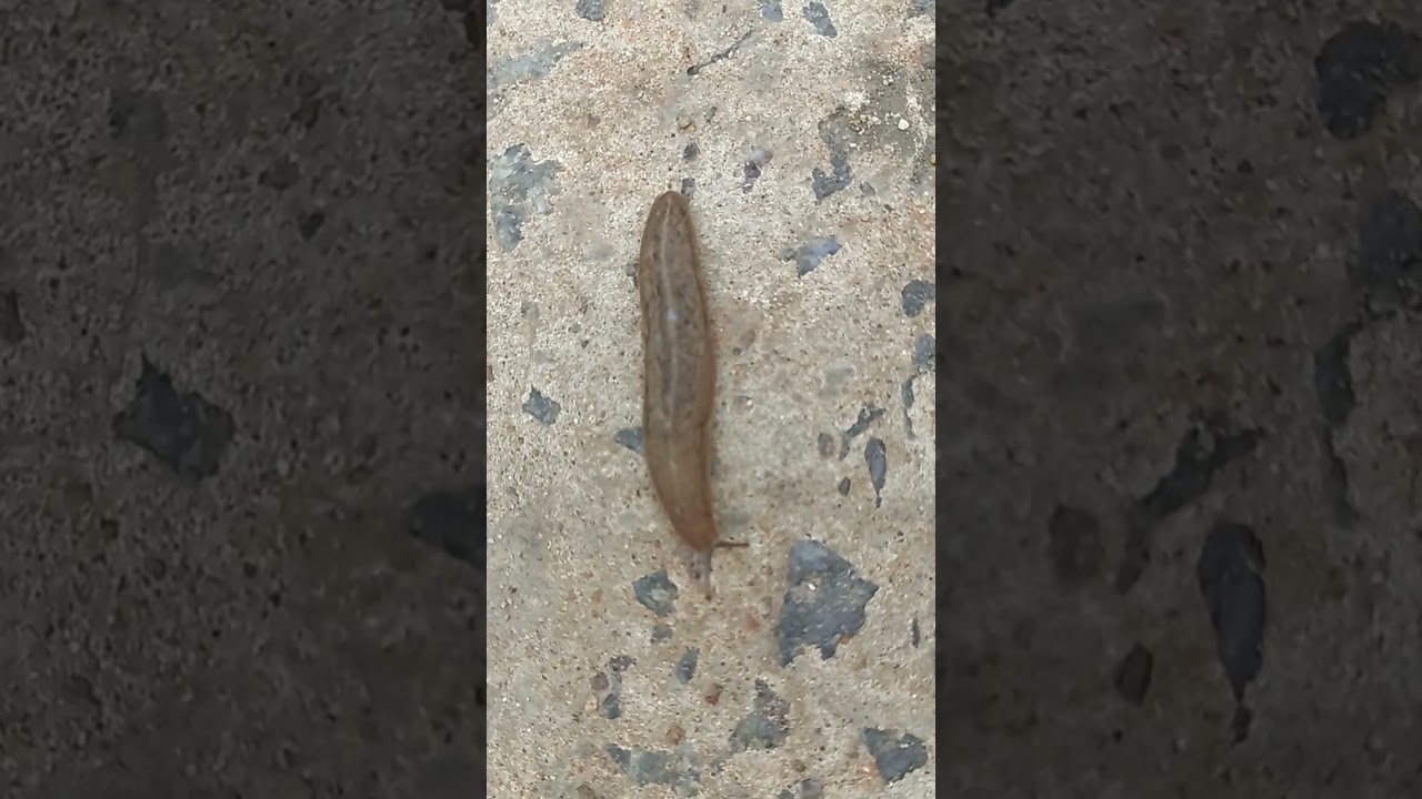 #Leech(Jalaga) #Different types of inserts..... - YouTube