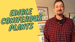 Edible Coniferous Plants(What You Need To Know!)