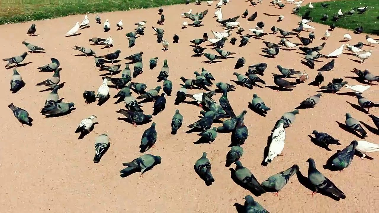 Beautiful pigeons (ලස්සන පරවියෝ) #GSL #Productions #paraviyo - YouTube