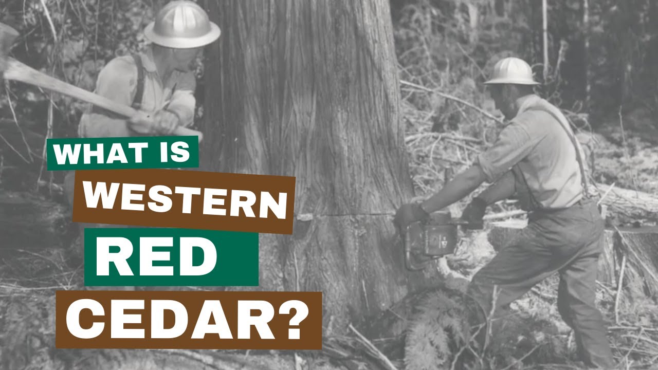What is Western Red Cedar? - YouTube