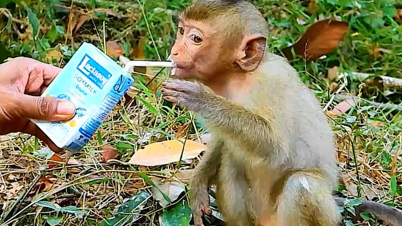 Welcome video on 24th March morning Mr Yat feeds many monkeys please ...