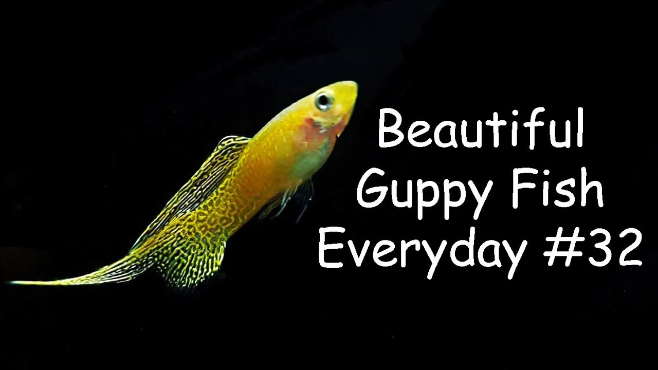 Guppy Channel - Beautiful Guppy Fish Everyday #32 - YouTube