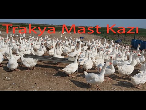 Trakya Kaz, Mast Kazı Çiftliğimizin Tanıtımı, Kaz Çiftliği Nasıl Olmalıdır? Kaz Çiftliği Ekipmanları