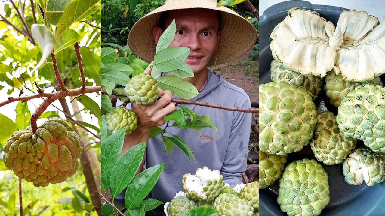 A maior colheita de Pinha, ata, fruta do conde no Sítio Lima - YouTube